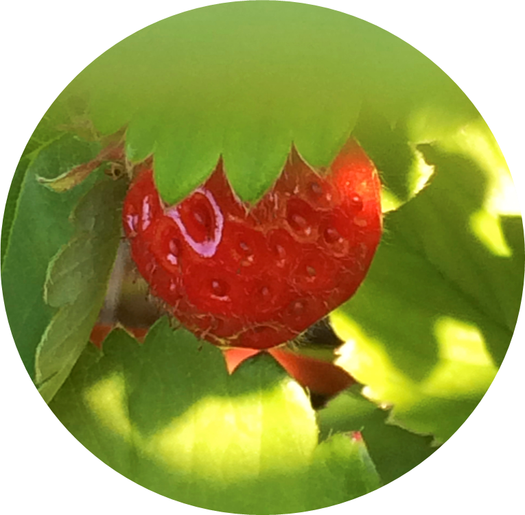 In English – DAGIS